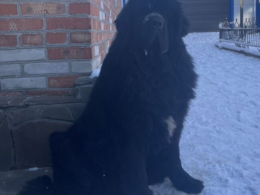 Вязка Ньюфаундленд