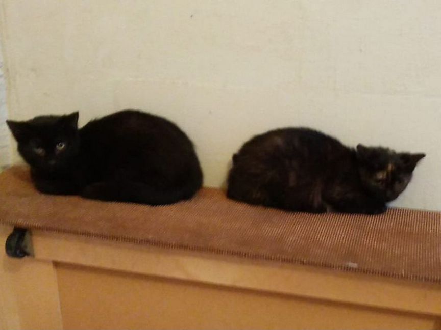 Чёрные котята мальчик и девочка