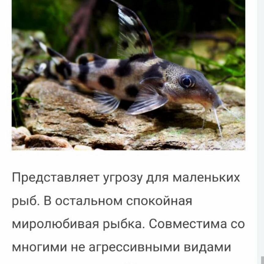 Синодонтис клоун