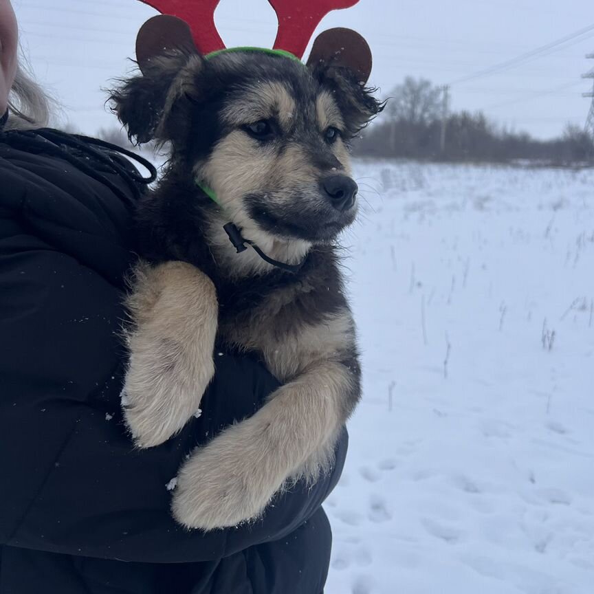 Щенок в добрые руки