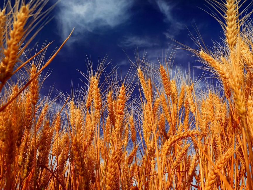 Пшеница 5 класс