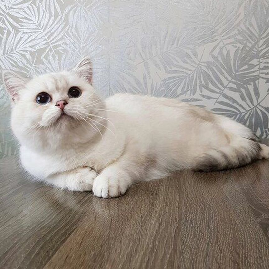 Шотландский кот