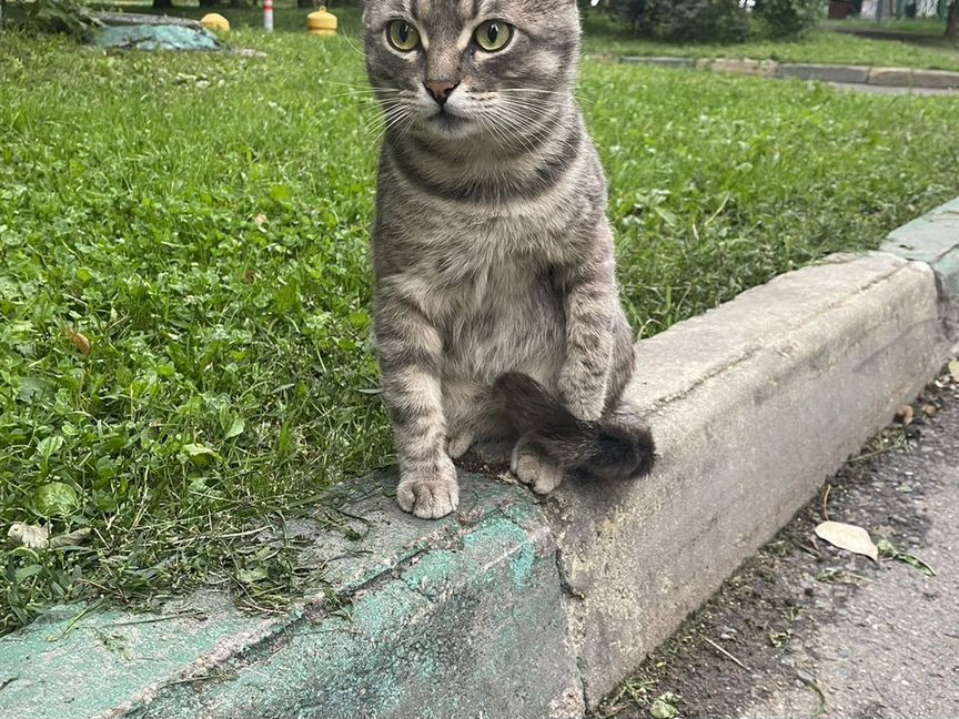 Кошка в дар бесплатно