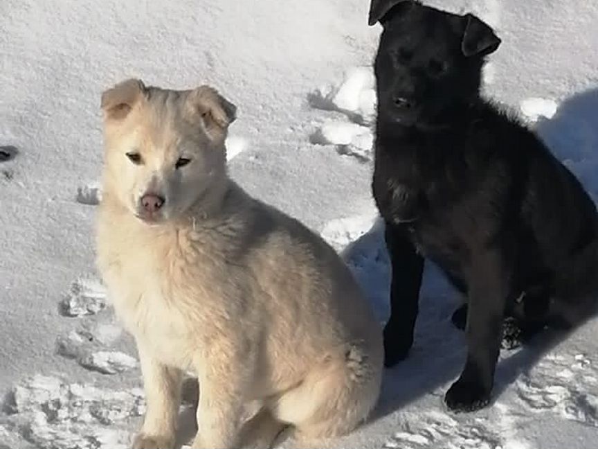 Мышка и Пирожок ищут дом)