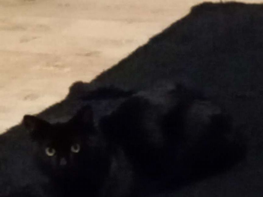 Кот дворовой