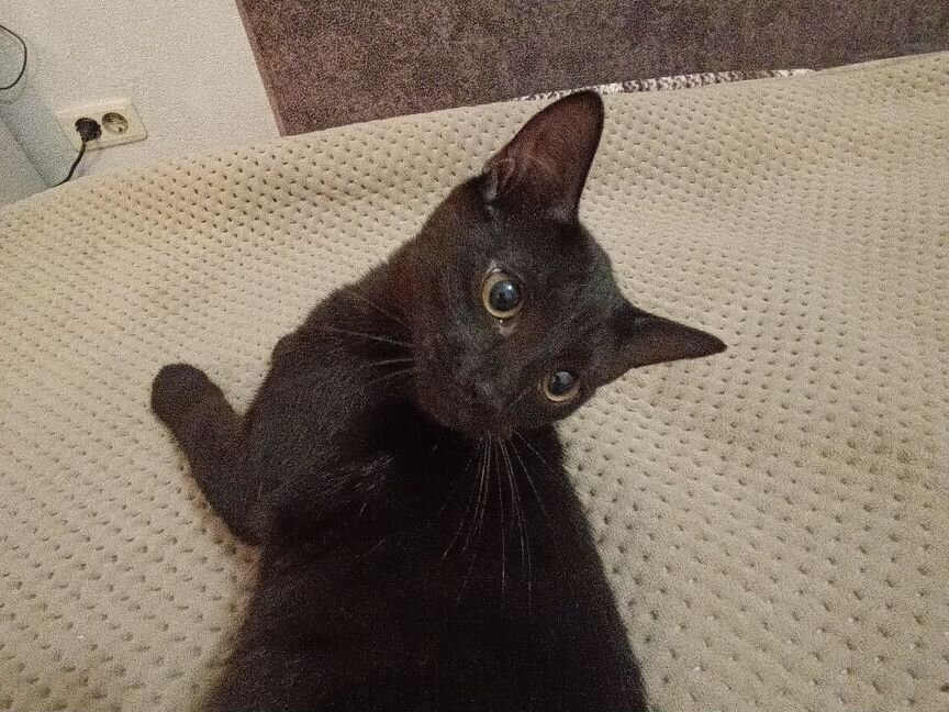 Черная кошка бесплатно