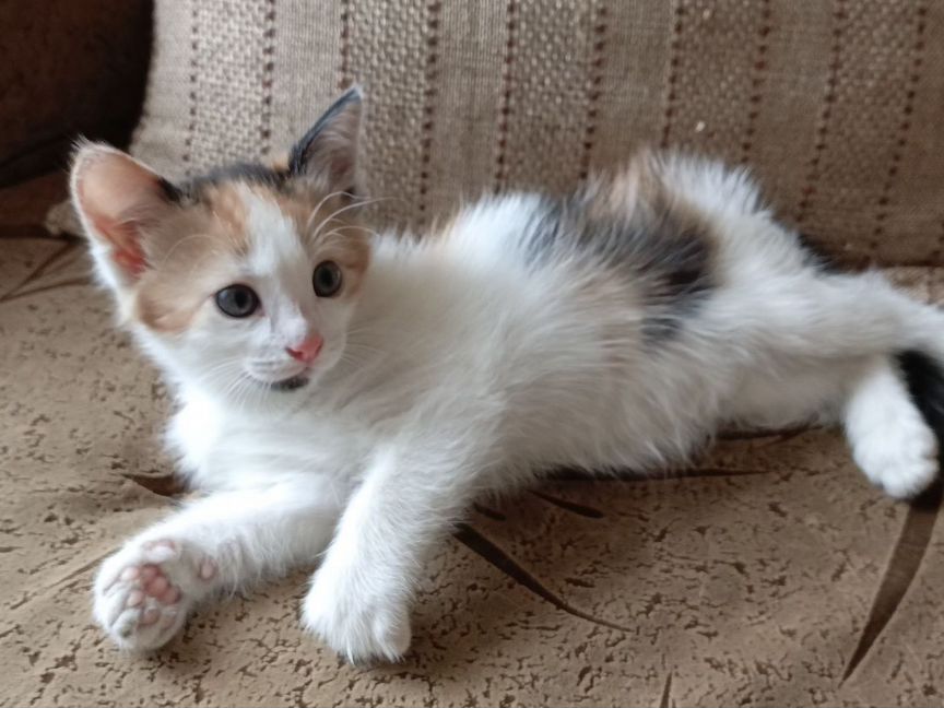 Трехцветный котенок девочка