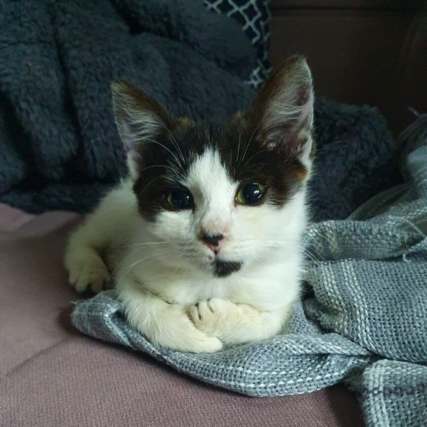 Котенок в добрые руки