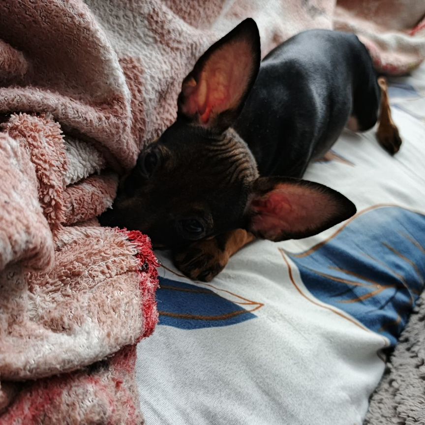 Русский той-терьер, щенок