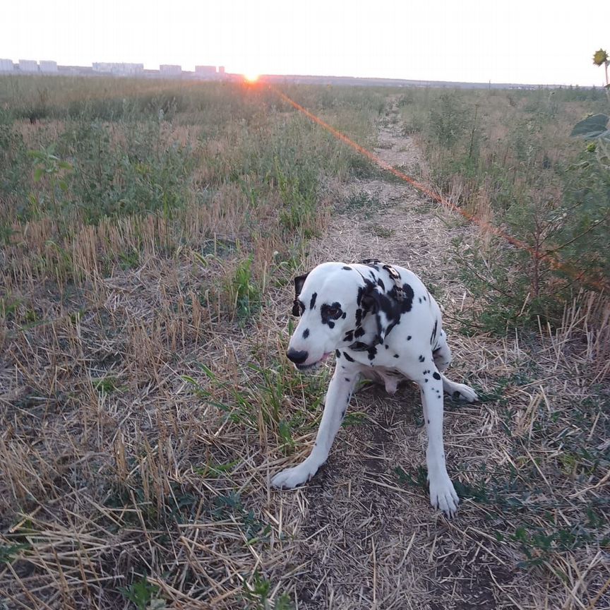 Далматин ищет дом или передержку