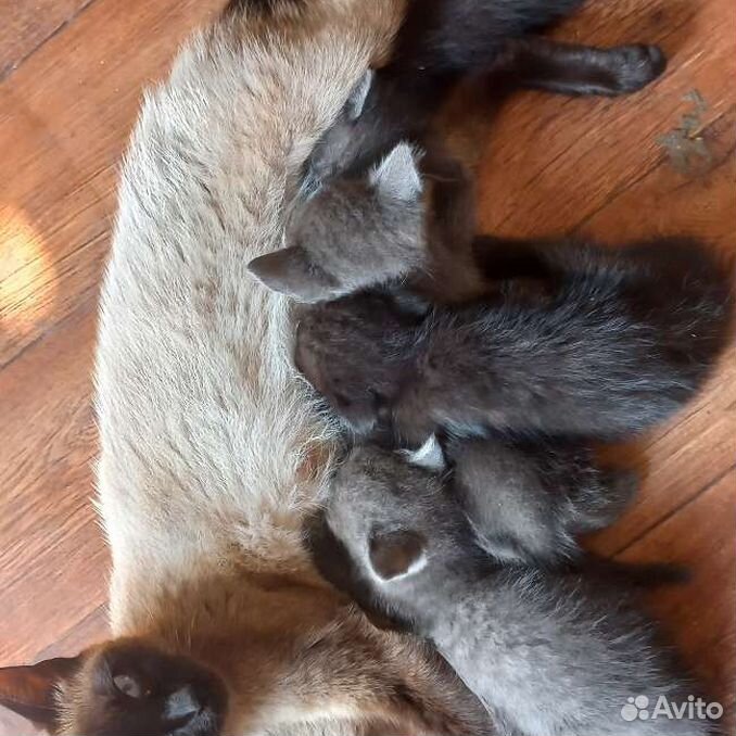 Котята от сиамки