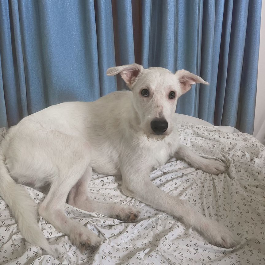 Собака-мальчик, 7 месяцев