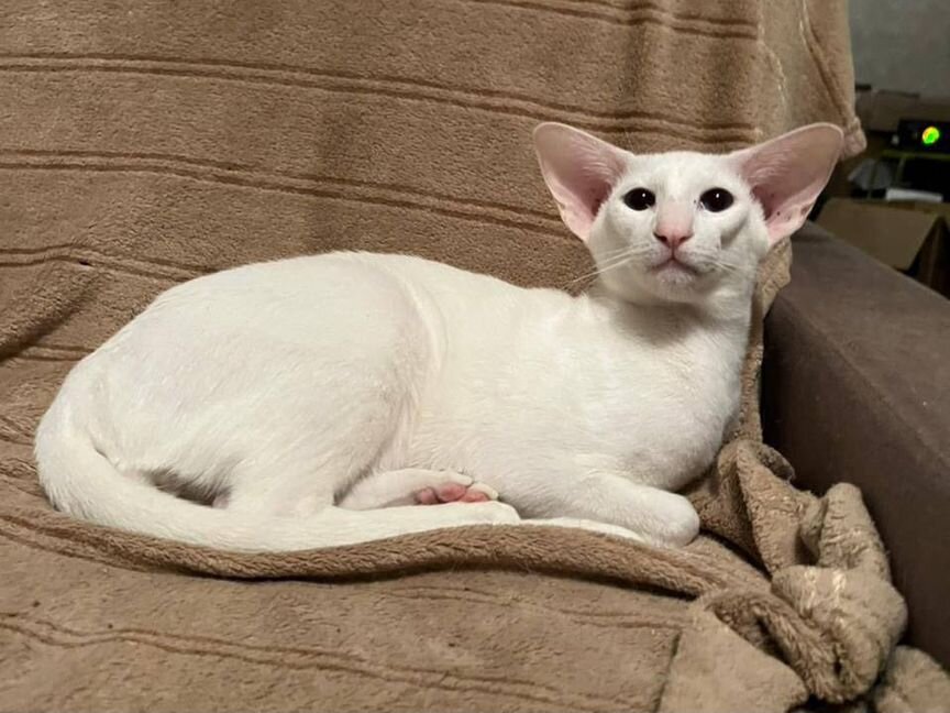 Ориентальная кошечка продается