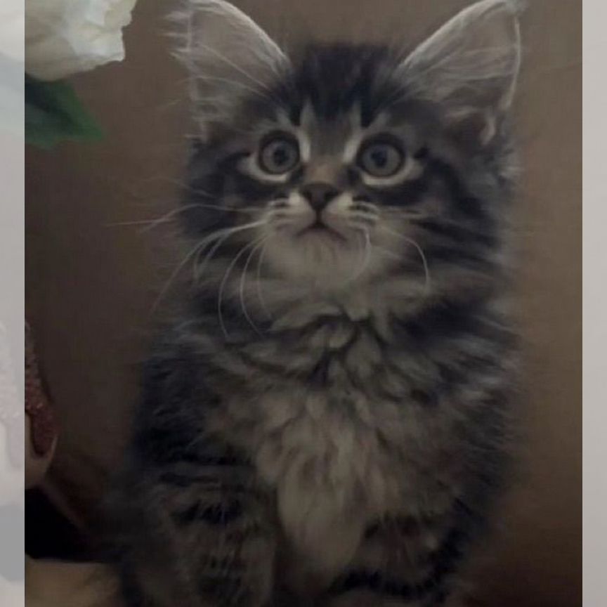 Сибирский котёнок