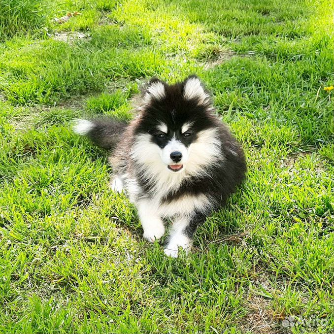 Щенок помски (миник)