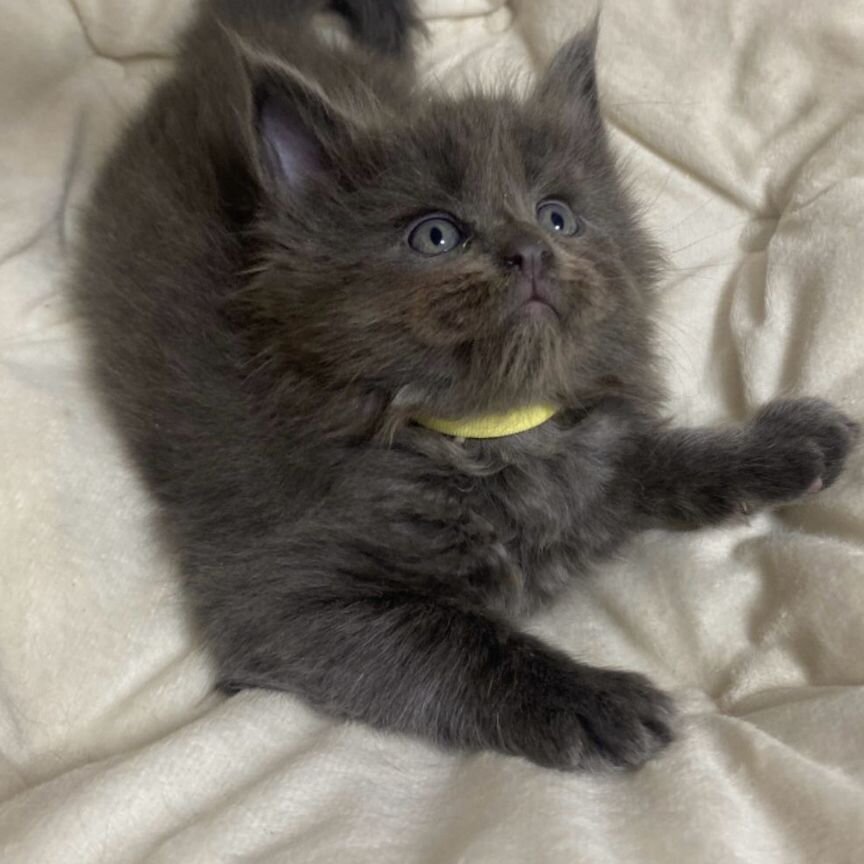 Котята мэйн кун