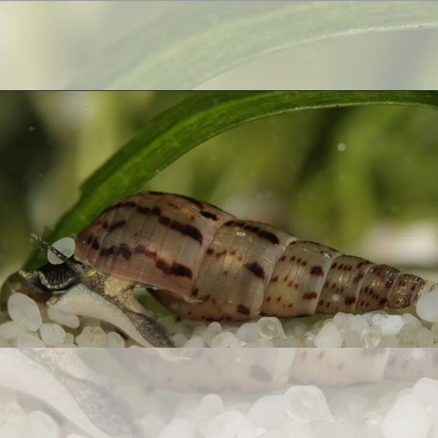 Улитка Мелания