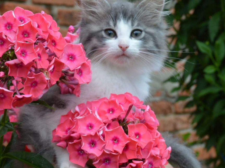 Кошечка в добрые руки