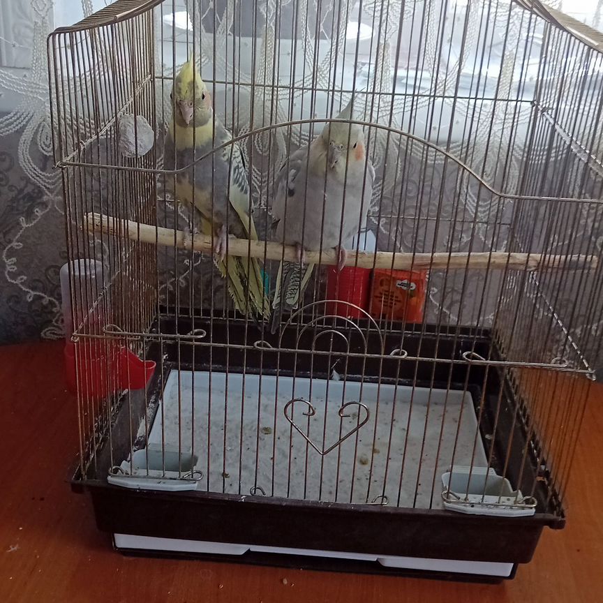 Продам пару корелл