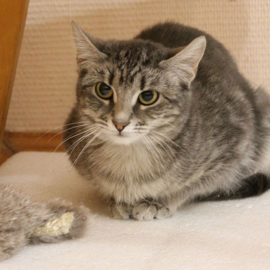 Взрослая, кошка в добрые руки