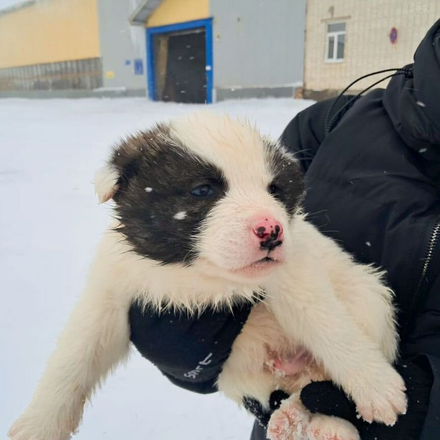 Щенок в добрые руки