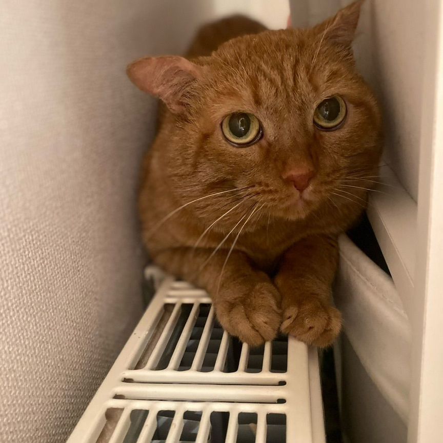 Взрослый кот в добрые руки