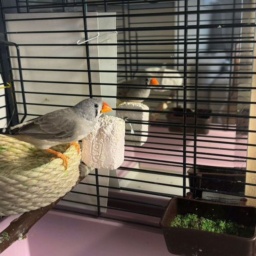 Австралийские зебровые амадины