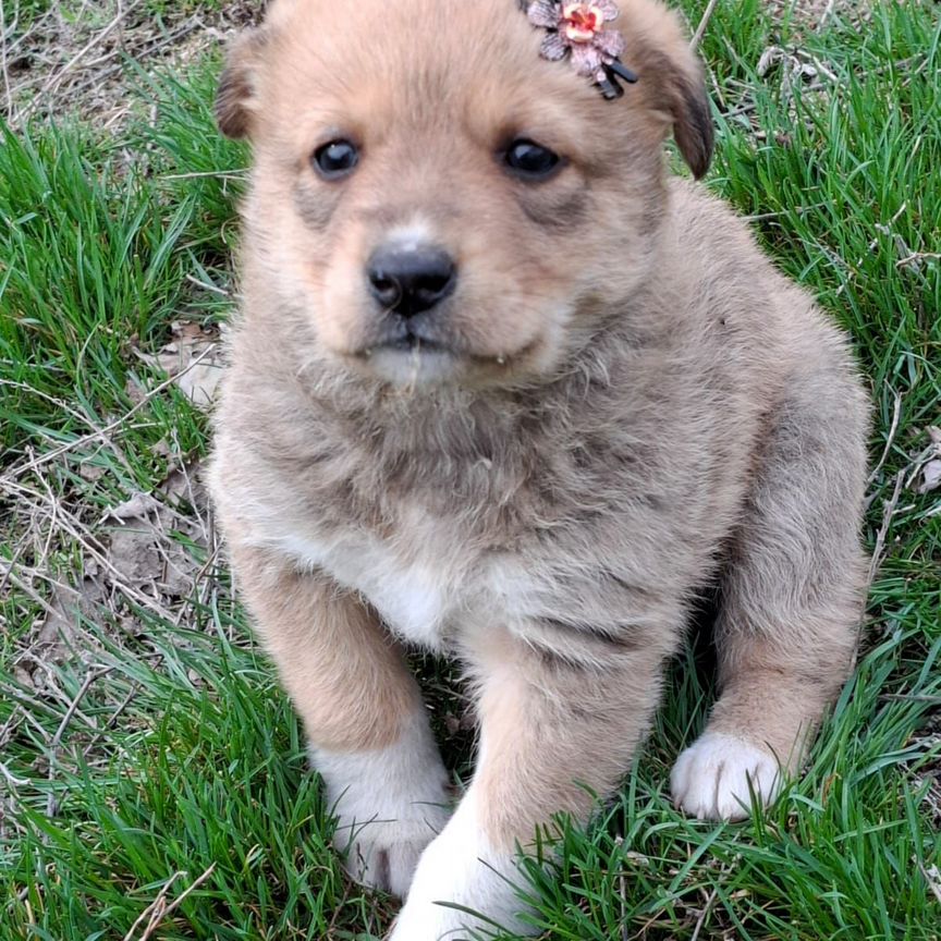 Щенок в добрые руки