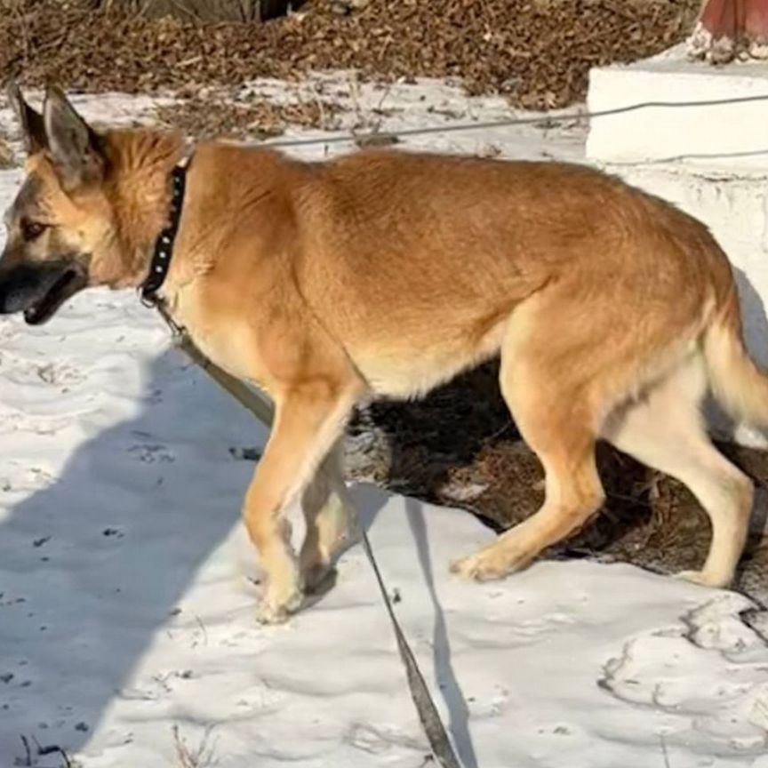 Взрослая собака от частного владельца