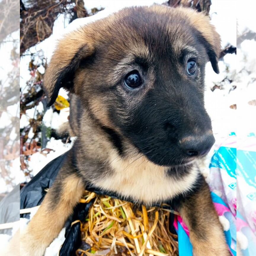 Бельгийская овчарка возраст два месяца