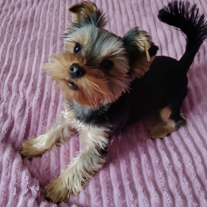 Йоркширский терьер, щенок