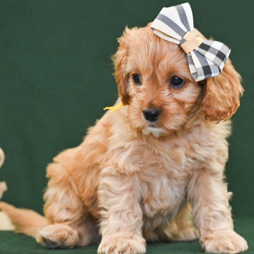 Кавапу, щенок