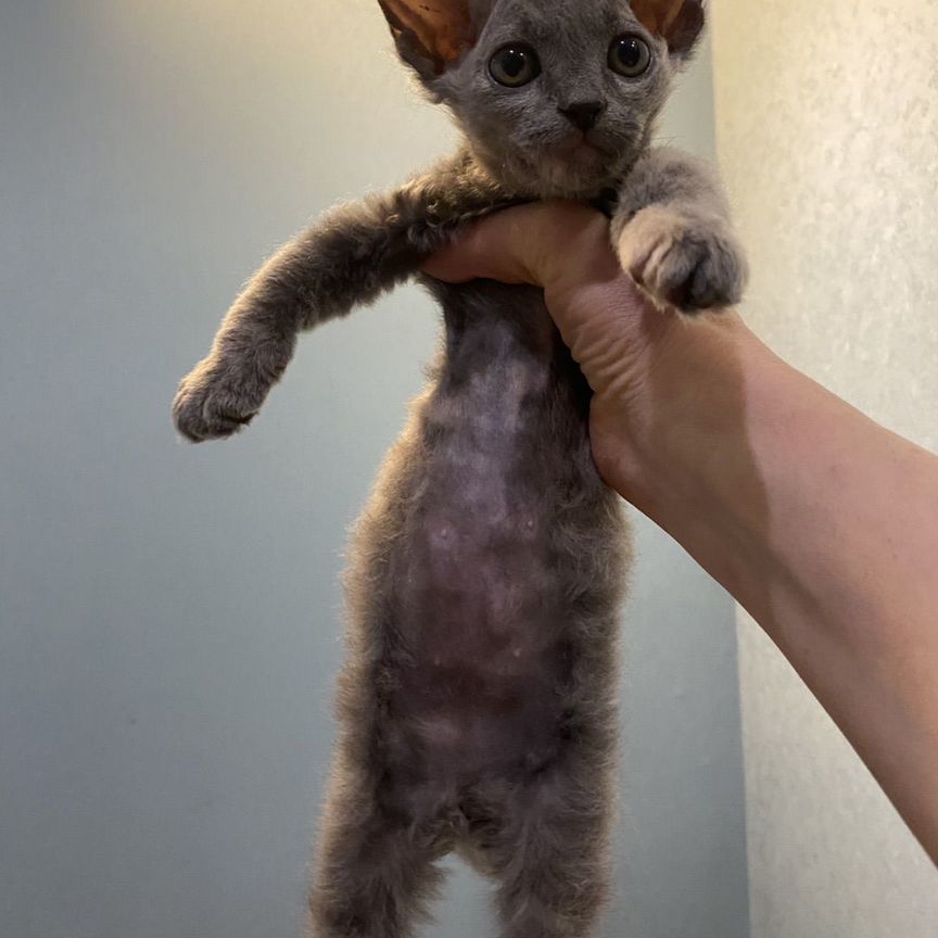 Котенок