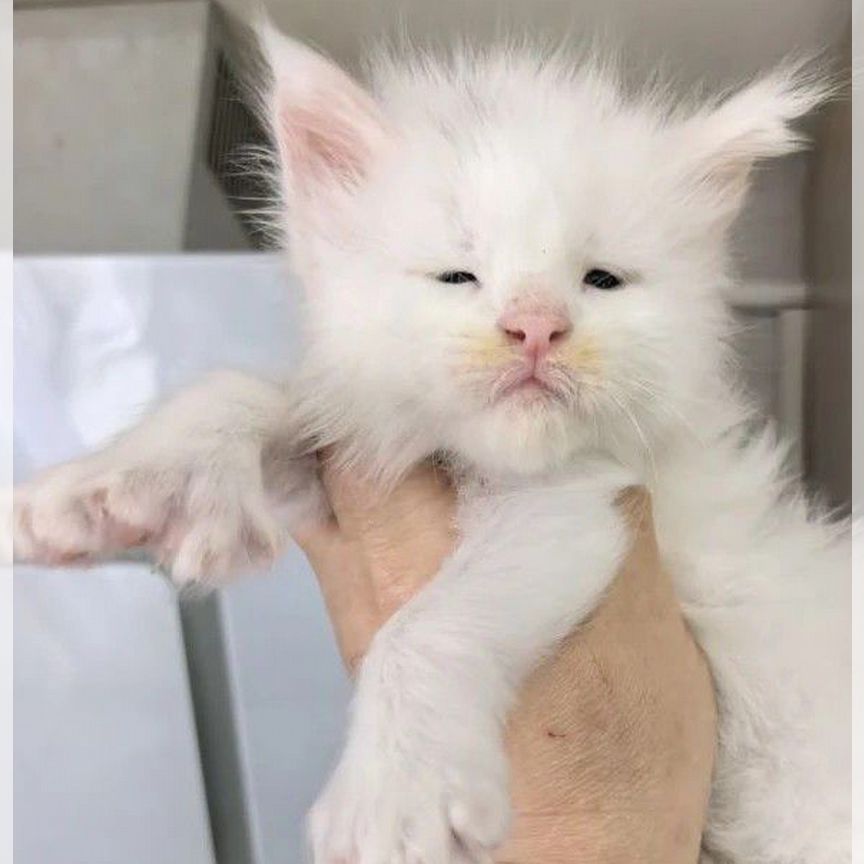 Мейн-кун котёнок