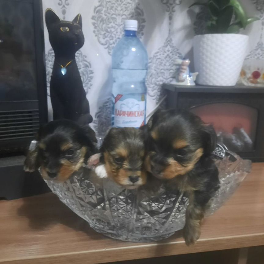 Йоркширский терьер мини беби фейс щенки