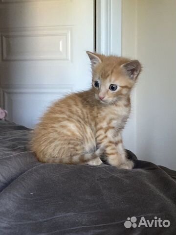 Рыжий котенок мальчик