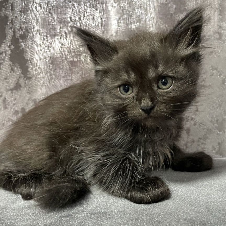 Невский маскарадный котёнок