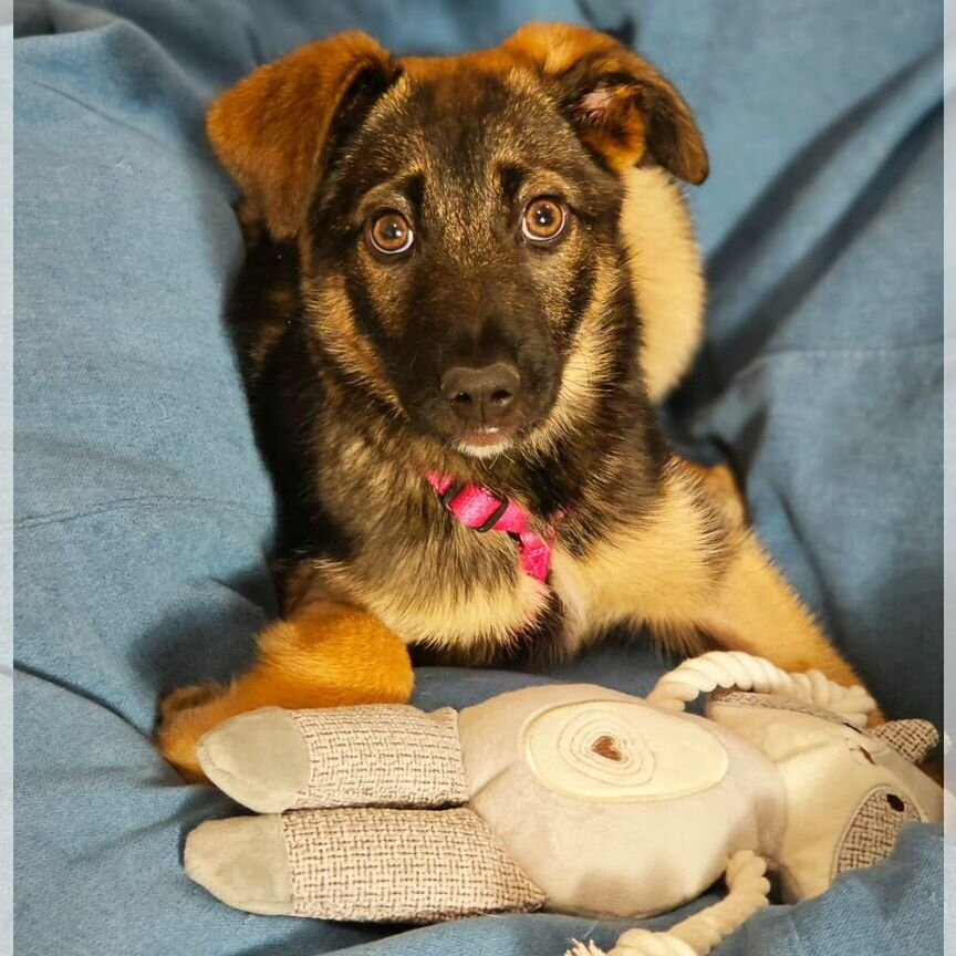 Щенок в добрые руки