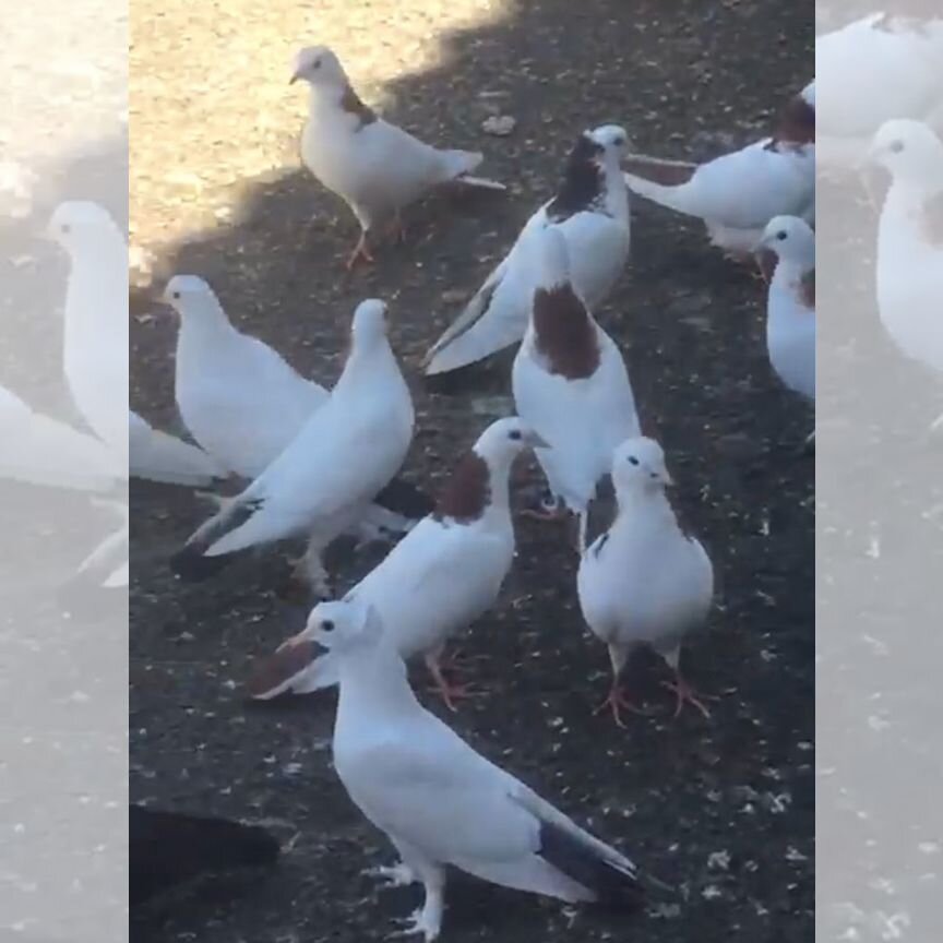 Бакинские голуби