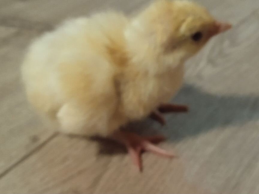 Индюшата суточные