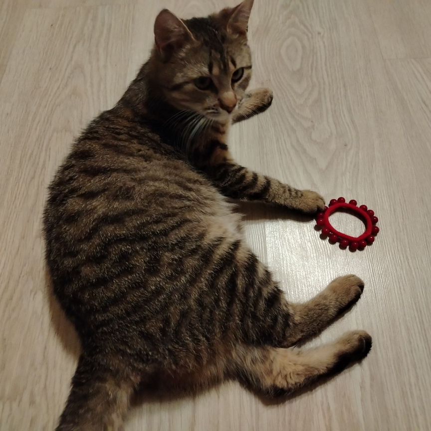 Отдам кошку в добрые руки. Дам на корм 2000