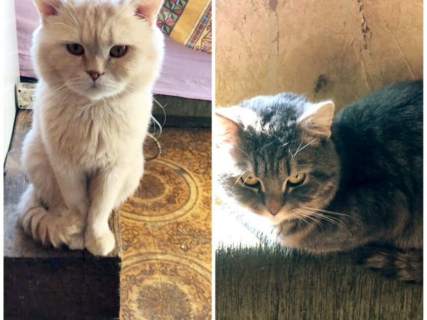 Ласковых, молодых котов хотят выкинуть на улицу
