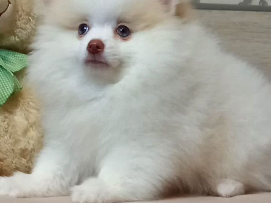 Померанский шпиц