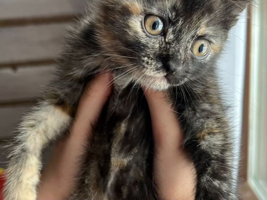 Кошки породистые бесплатно
