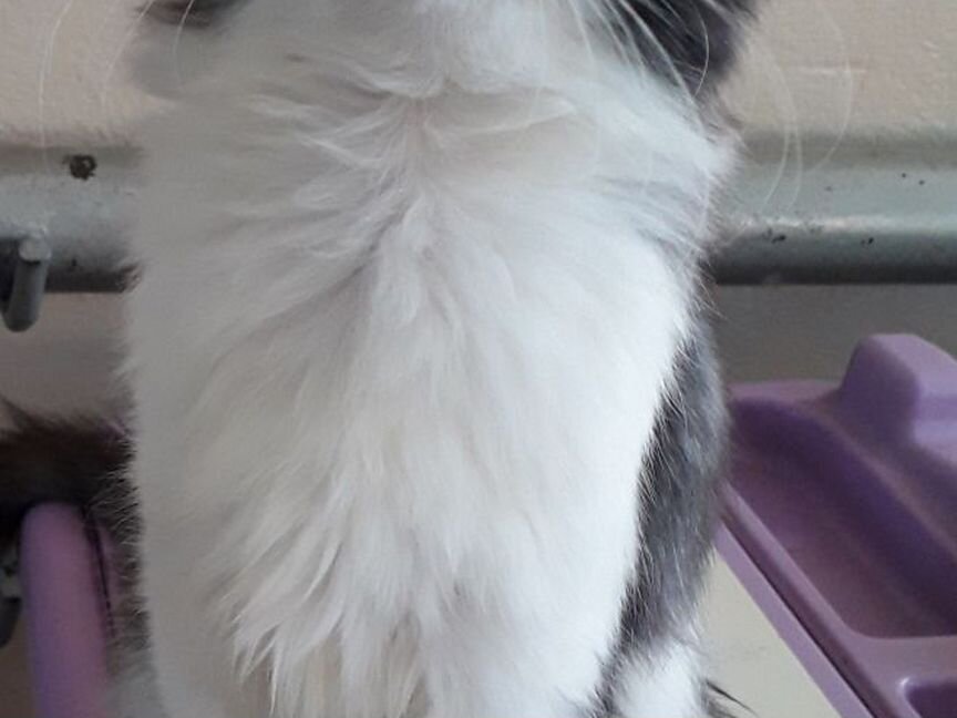 Котенок