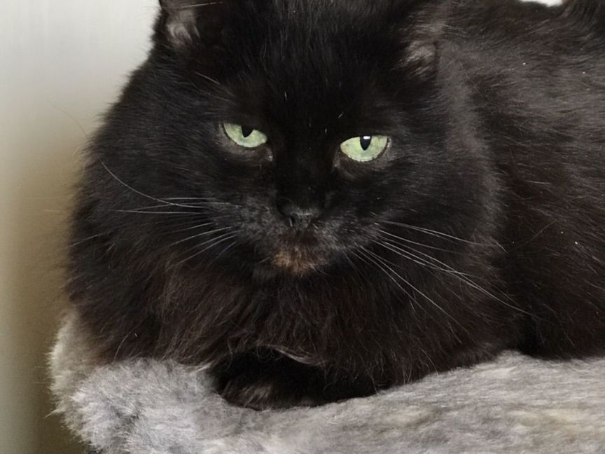 Стерилизованная кошечка