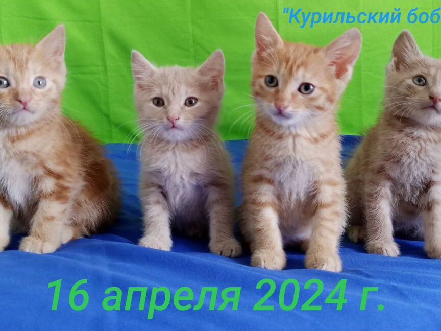 Котята курильский бобтейл