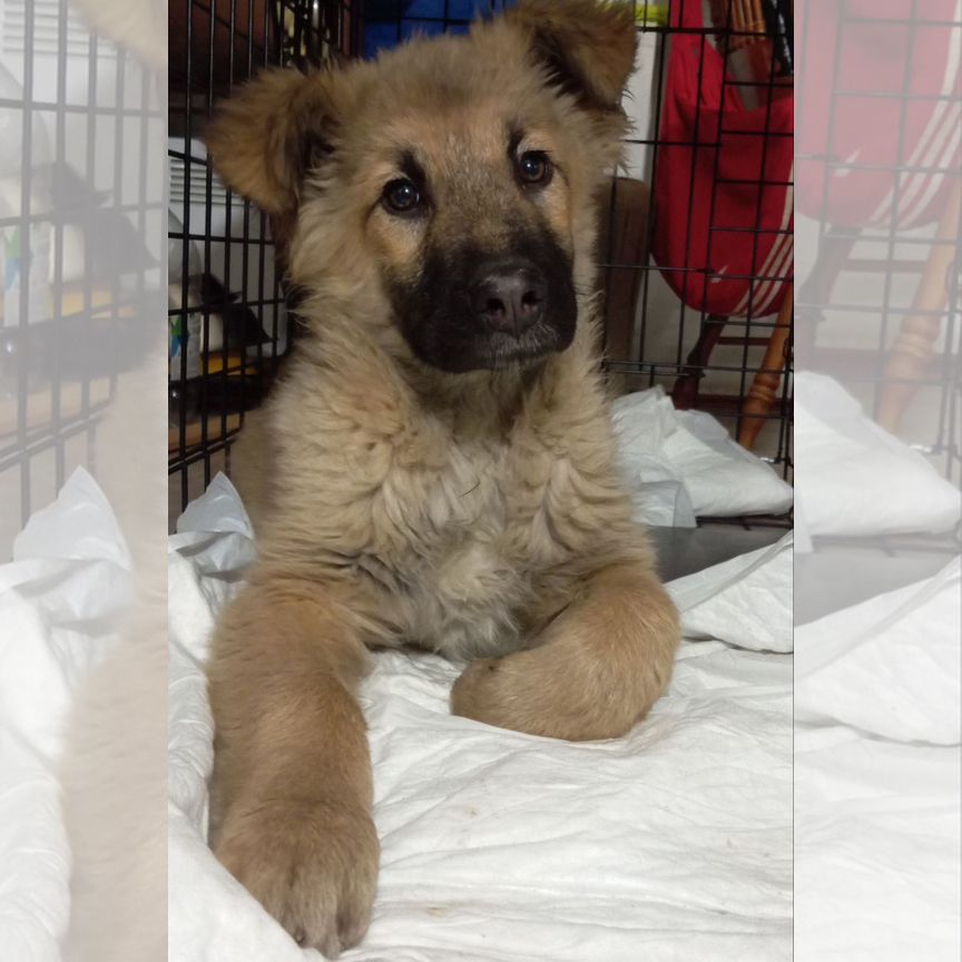 Щенок в добрые руки