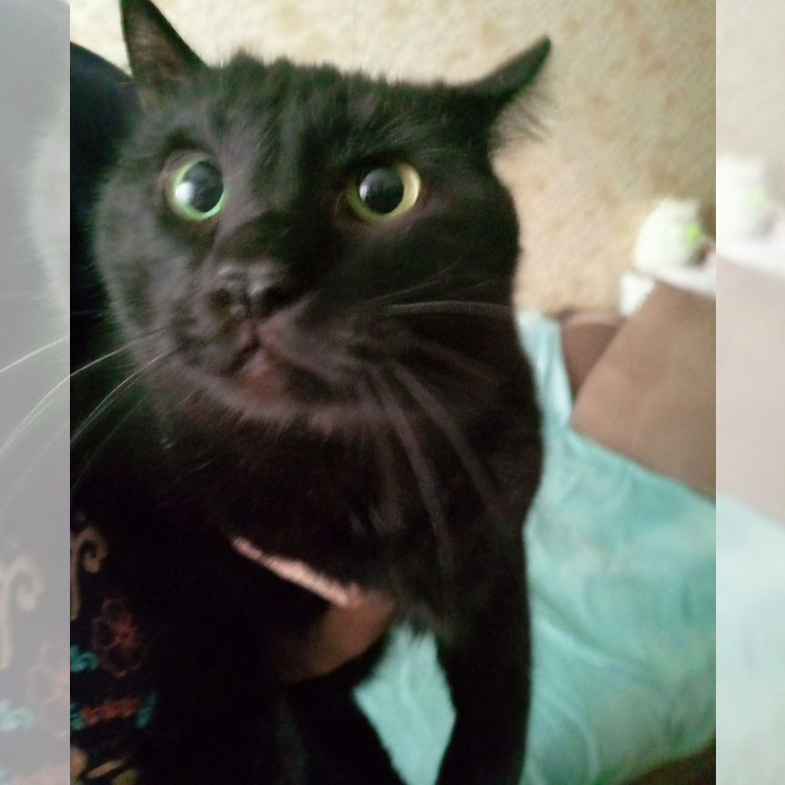 Котики бесплатно в добрые руки