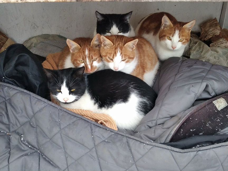 Котята в добрые руки
